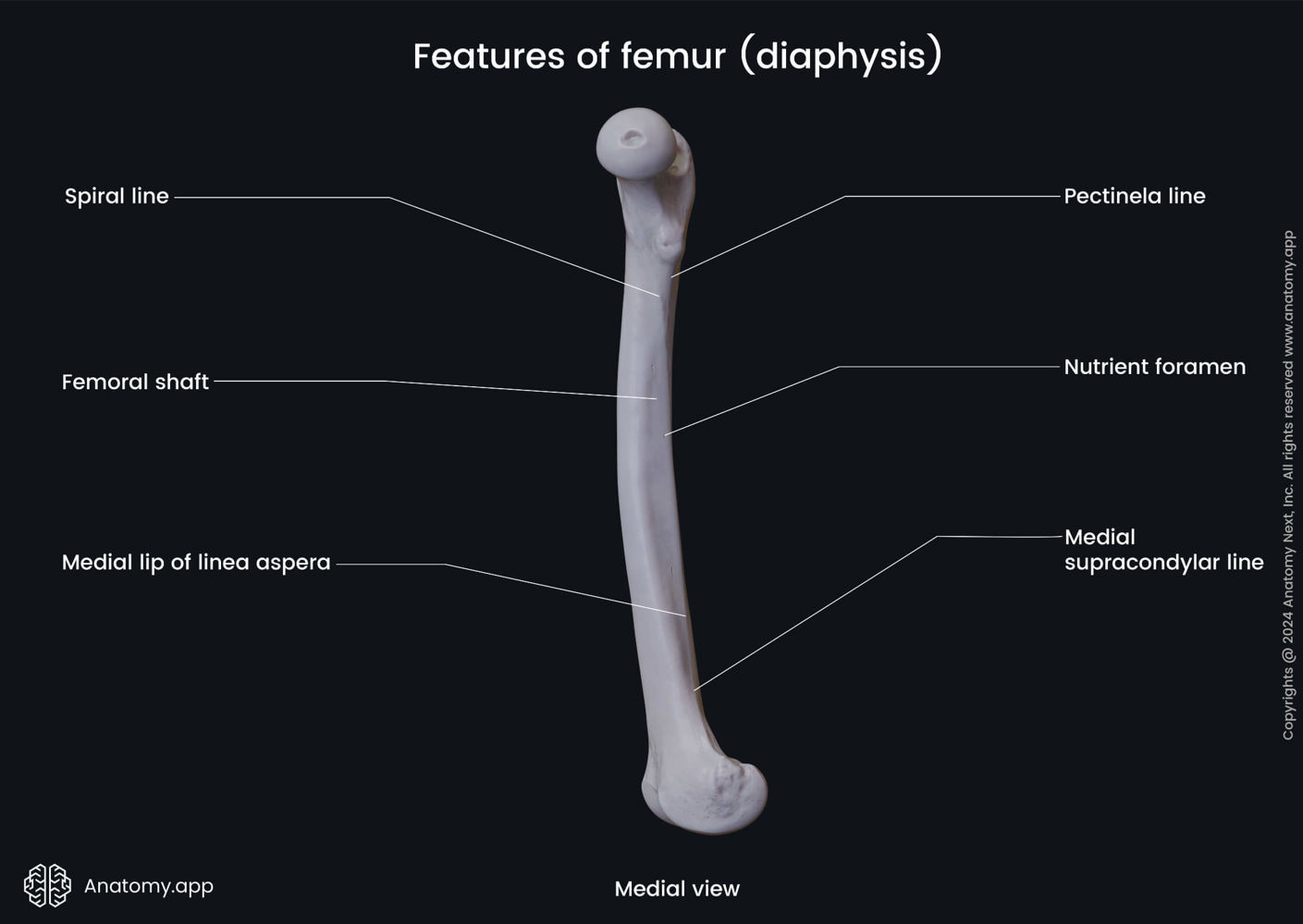 Features of femur (diaphysis; medial view) | Anatomy.app