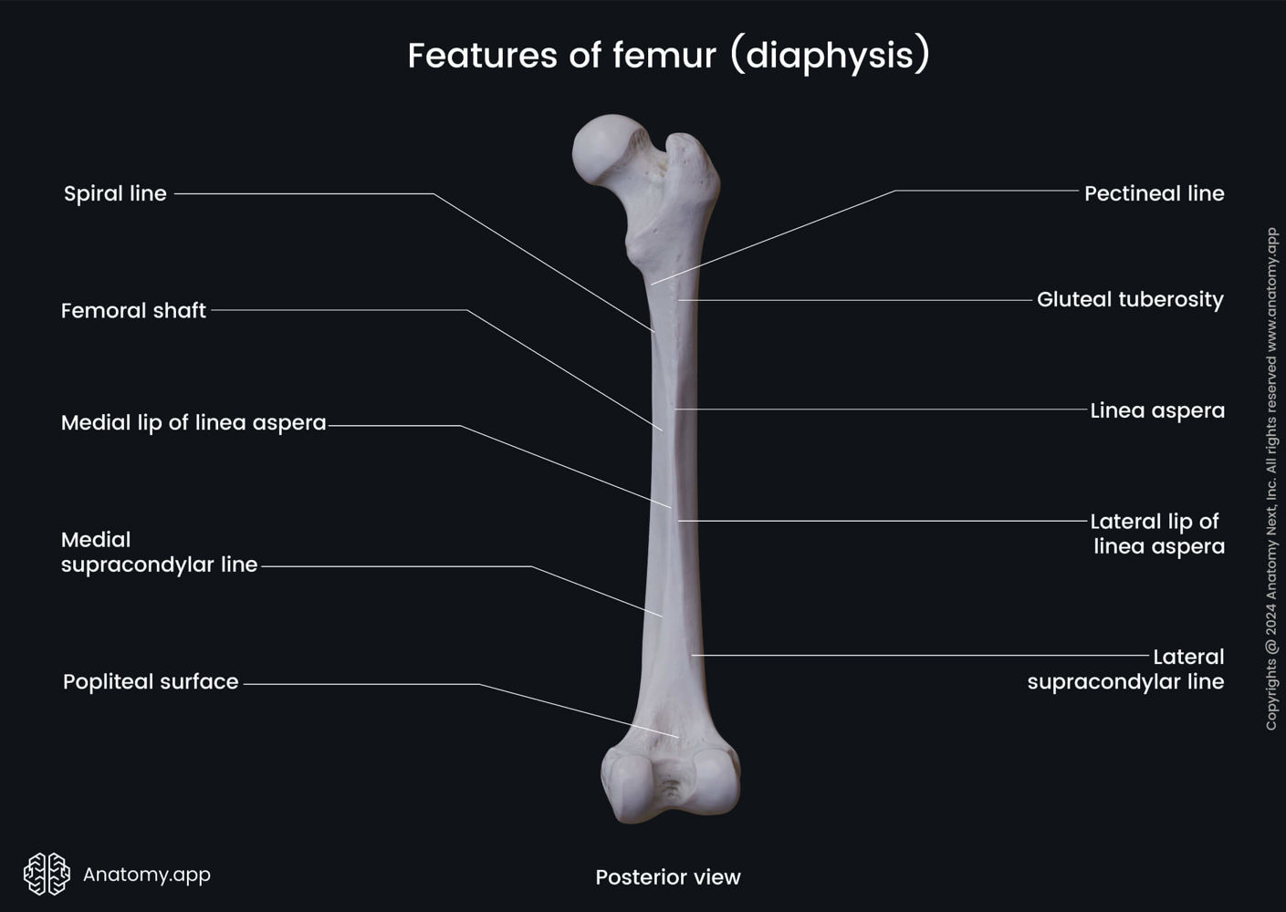 Features of femur (diaphysis; posterior view) | Anatomy.app