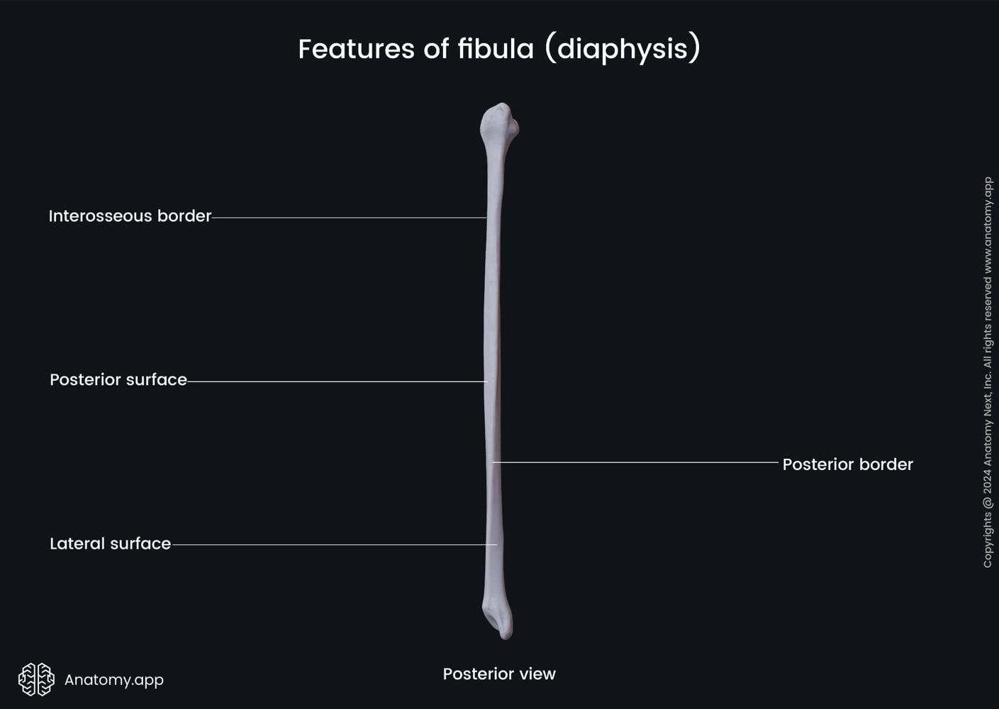 Features of fibula (diaphysis; posterior view) | Anatomy.app