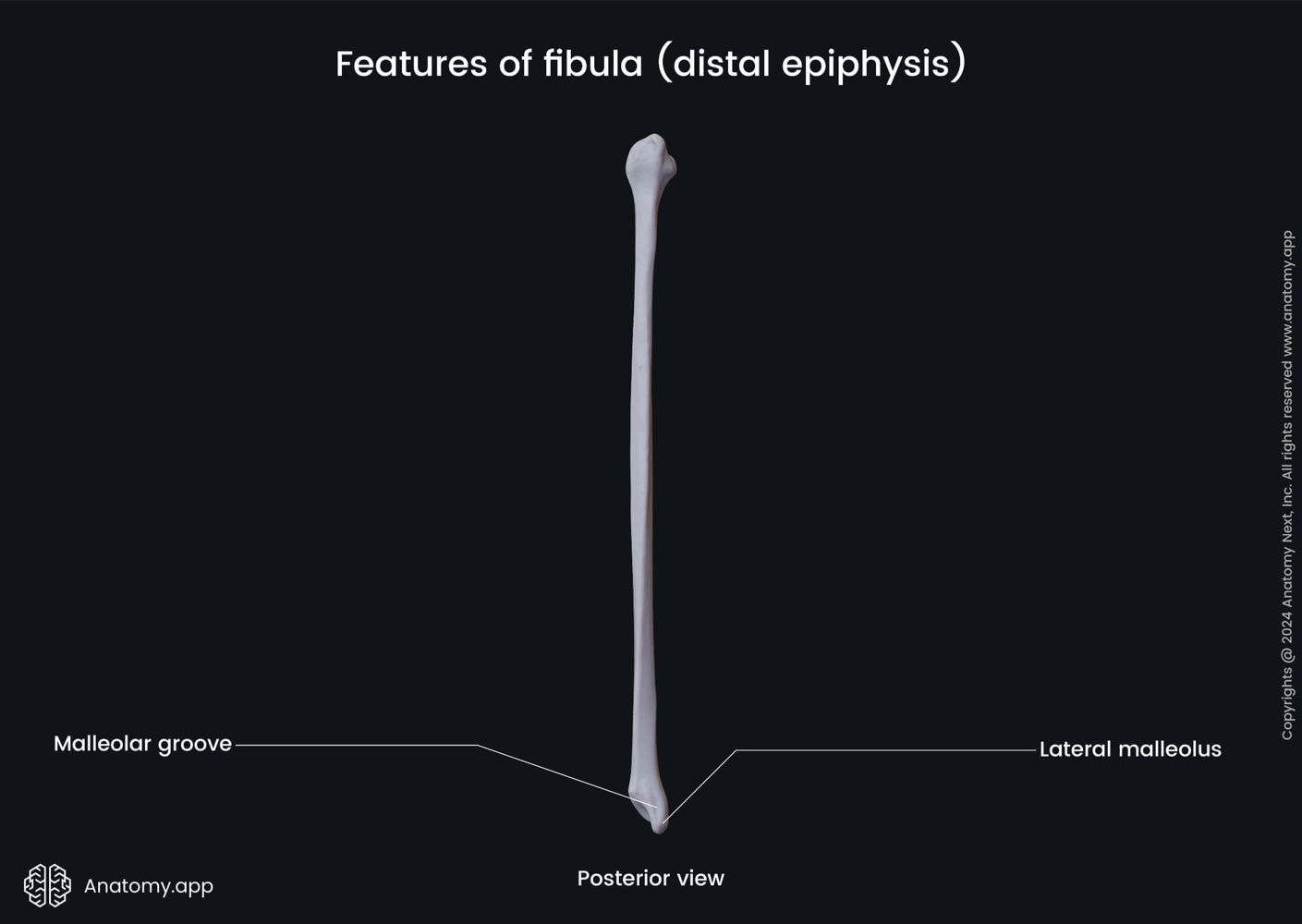 Features of fibula (distal epiphysis; posterior view) | Anatomy.app