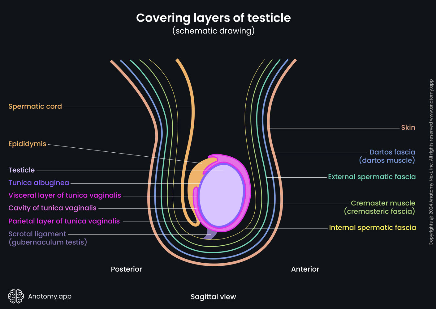 Covering layers of testicle (schematic drawing) | Anatomy.app