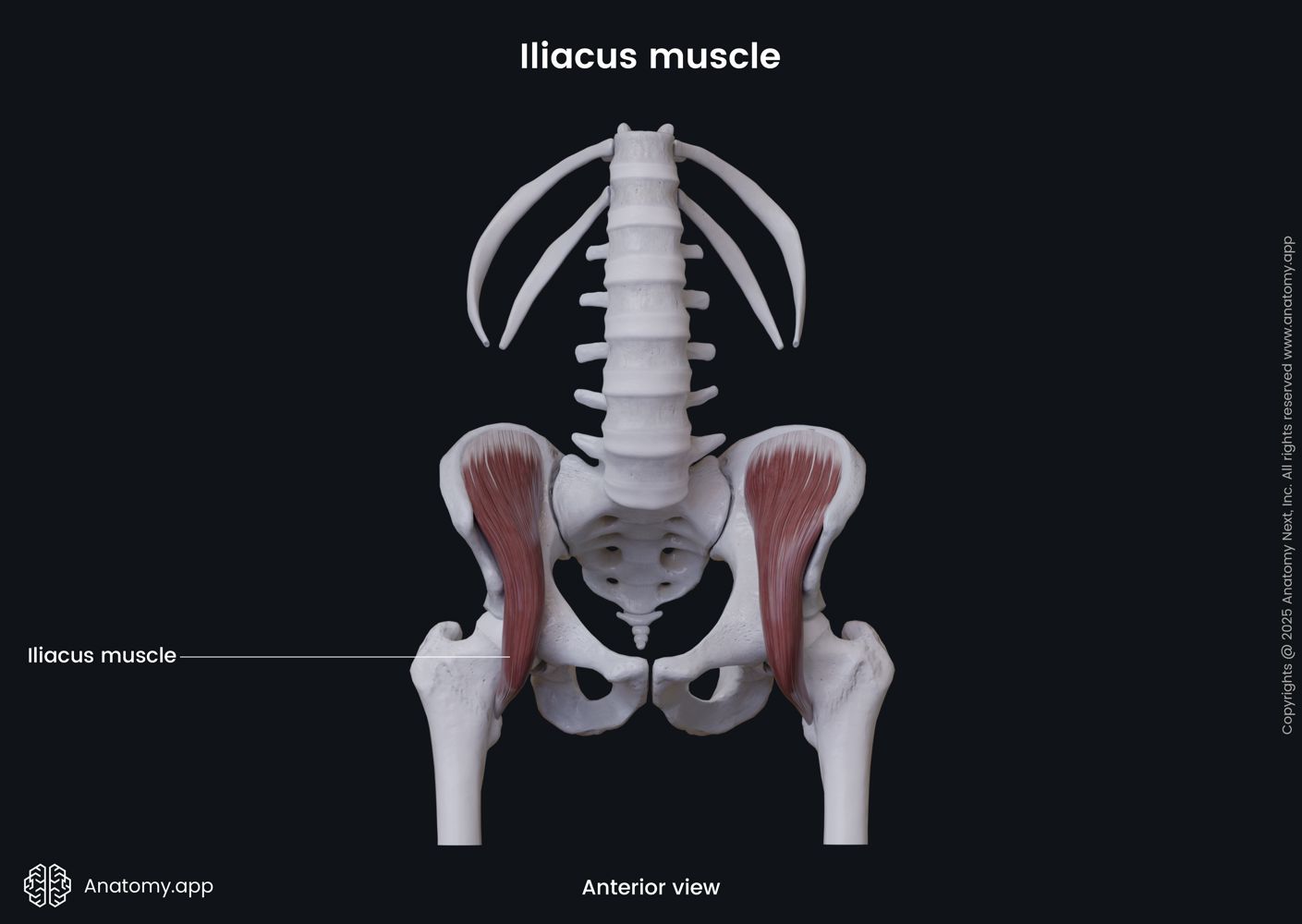 Iliacus muscle | Anatomy.app