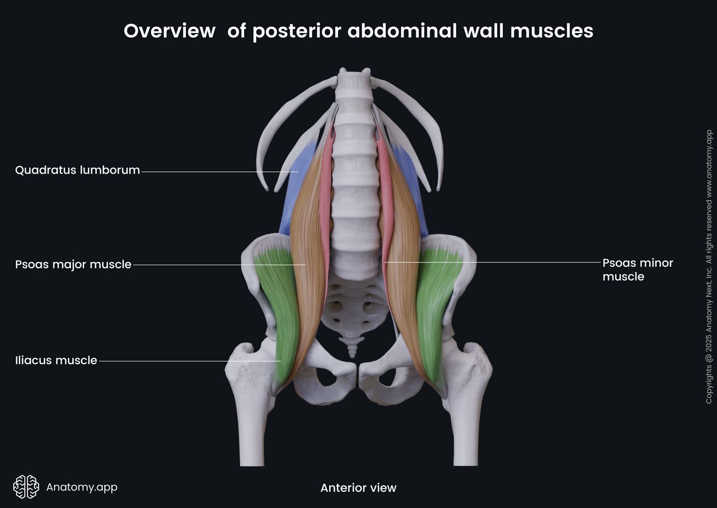 Overview of posterior abdominal wall muscles | Anatomy.app