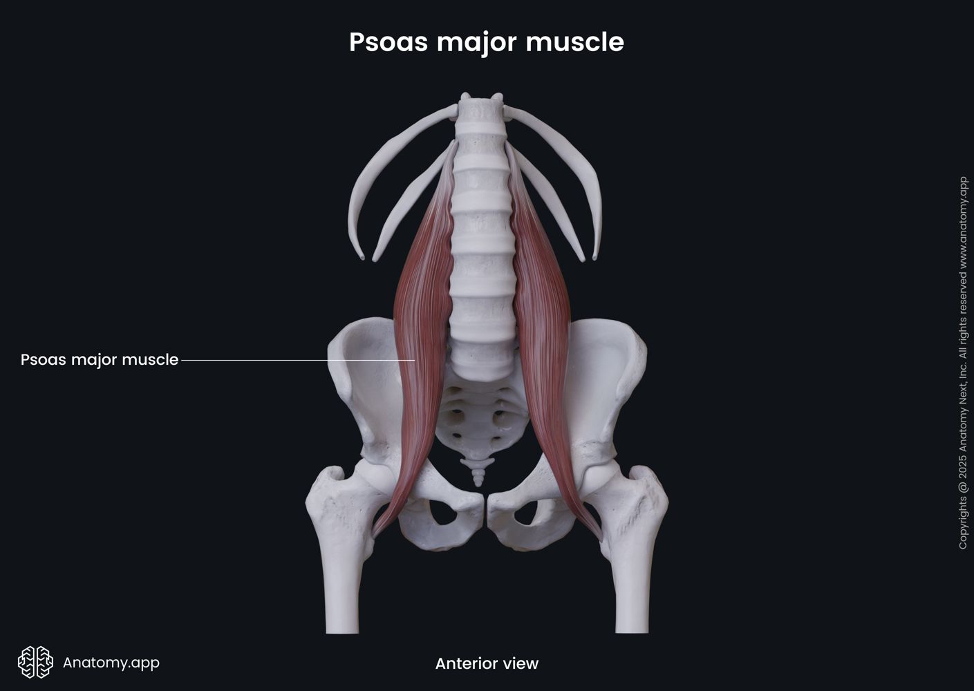 Psoas major muscle | Anatomy.app