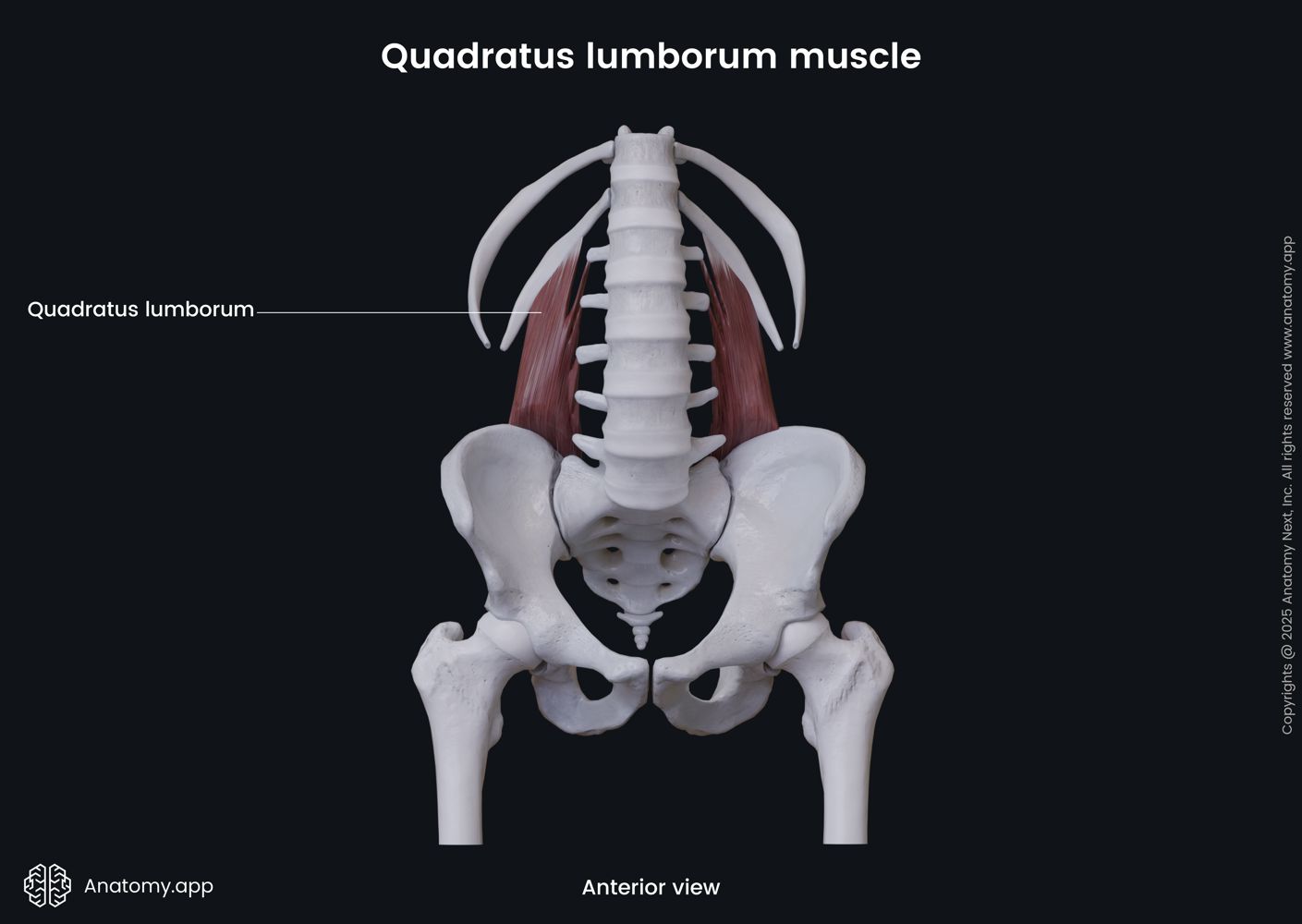 Quadratus lumborum muscle (anterior view) | Anatomy.app