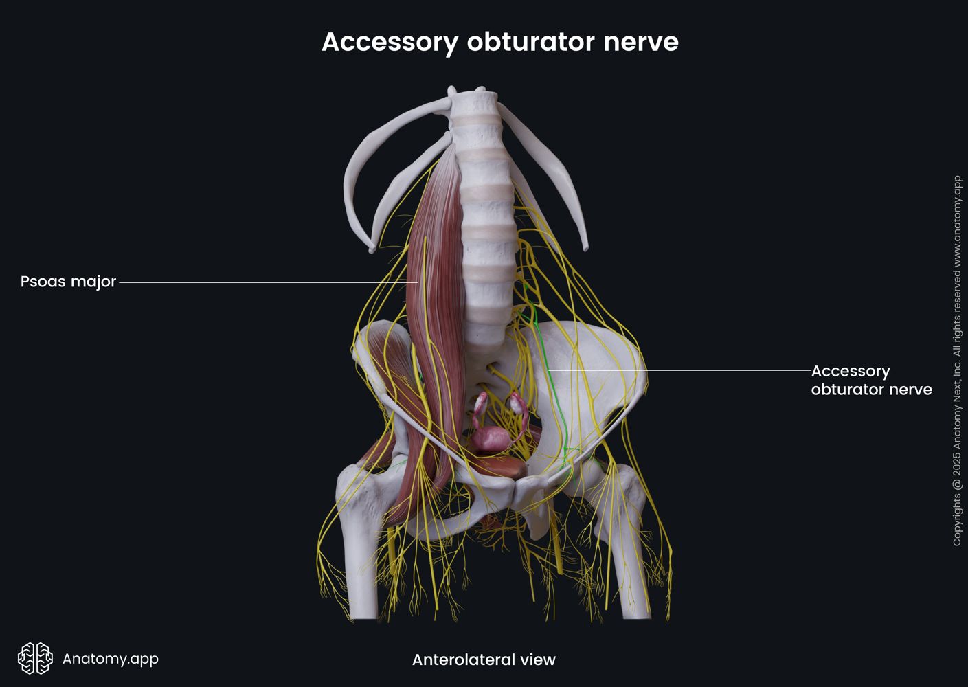 Accessory obturator nerve (female pelvis) | Anatomy.app