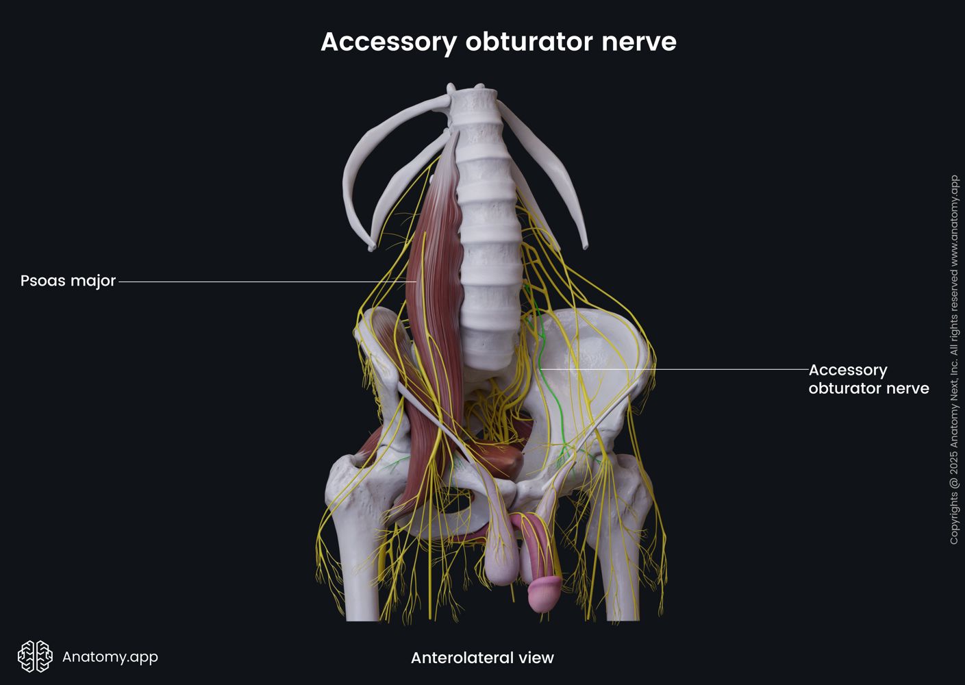 Accessory obturator nerve (male pelvis) | Anatomy.app