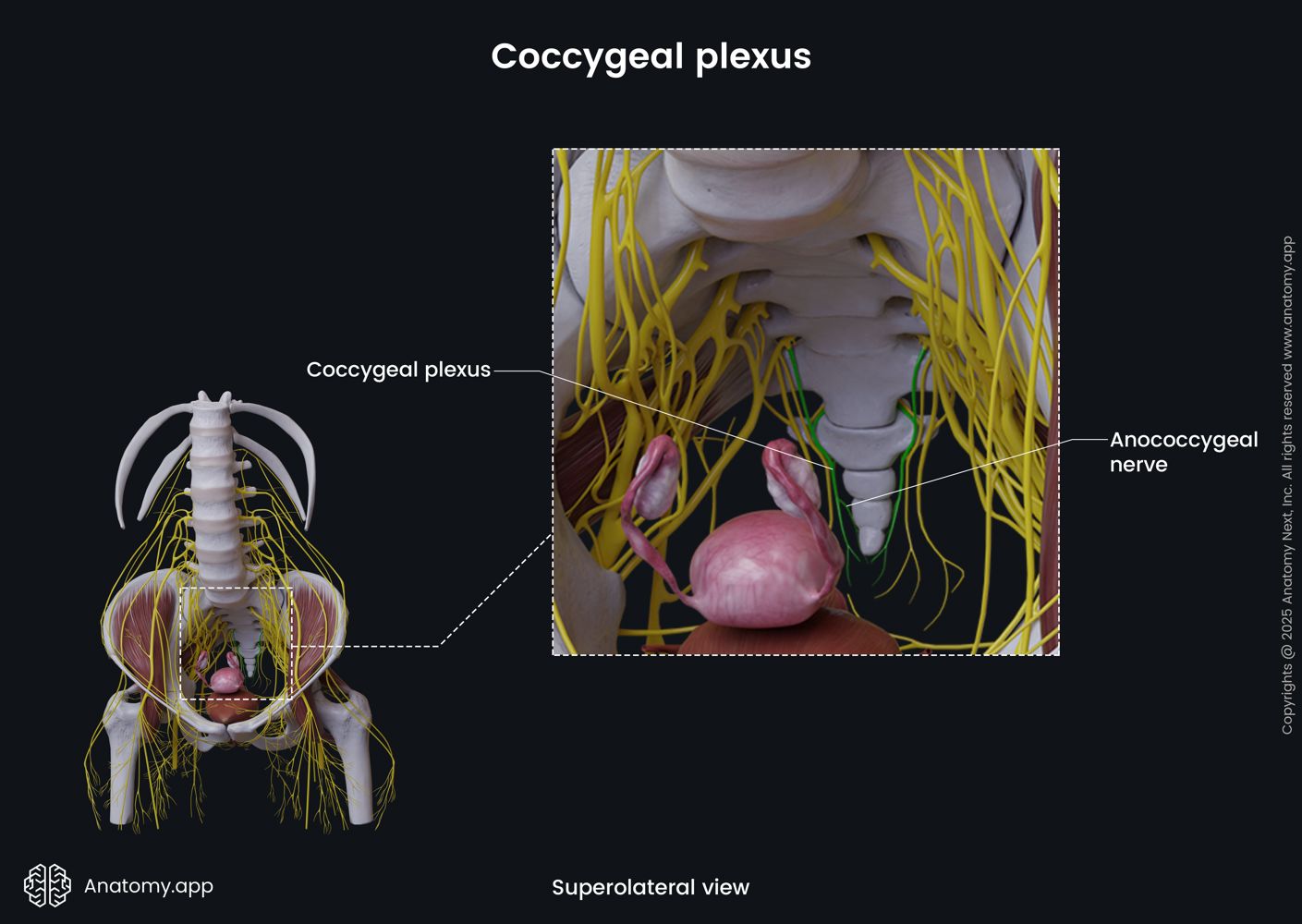 Coccygeal plexus (female pelvis) | Anatomy.app