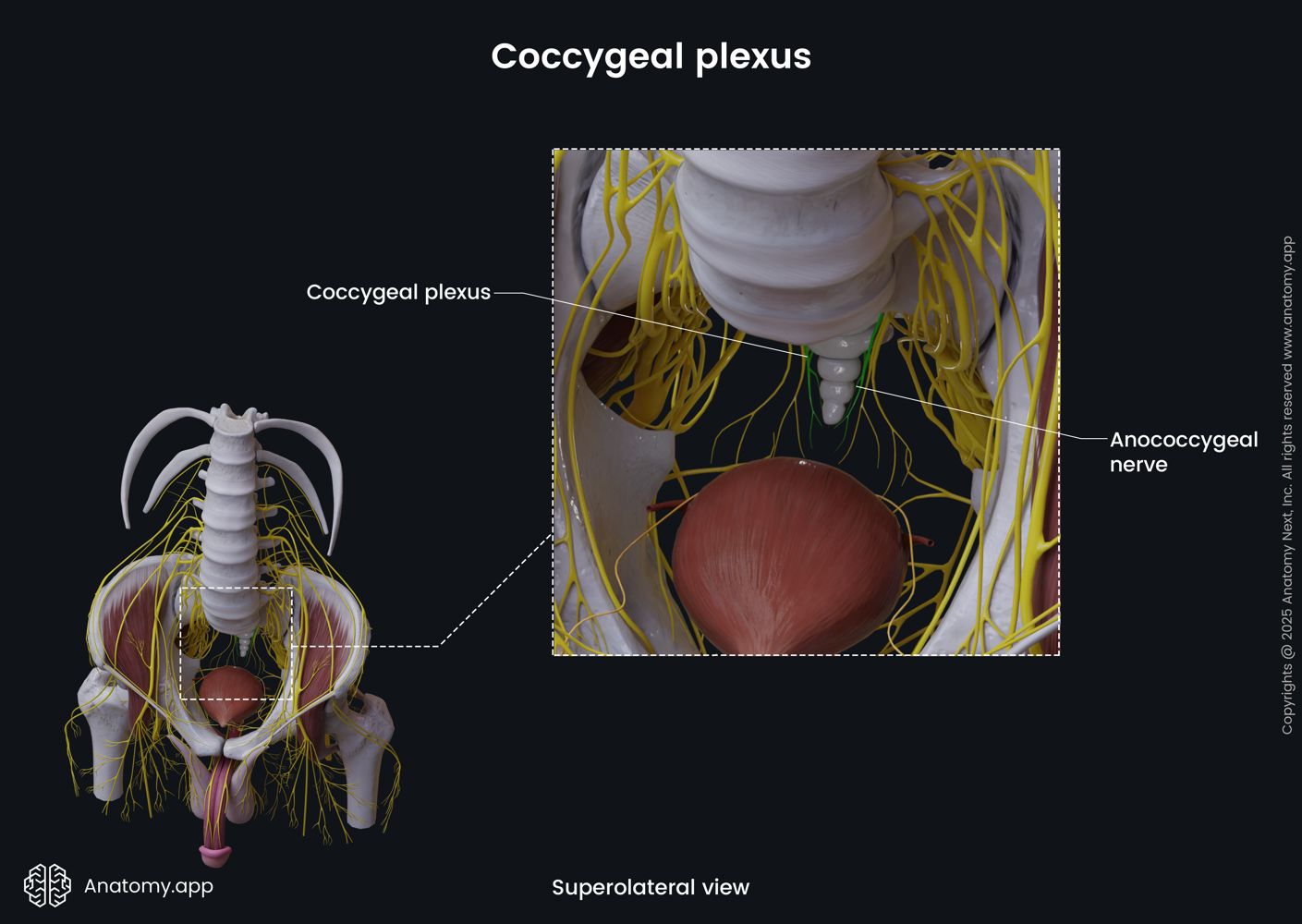 Coccygeal plexus (male pelvis) | Anatomy.app