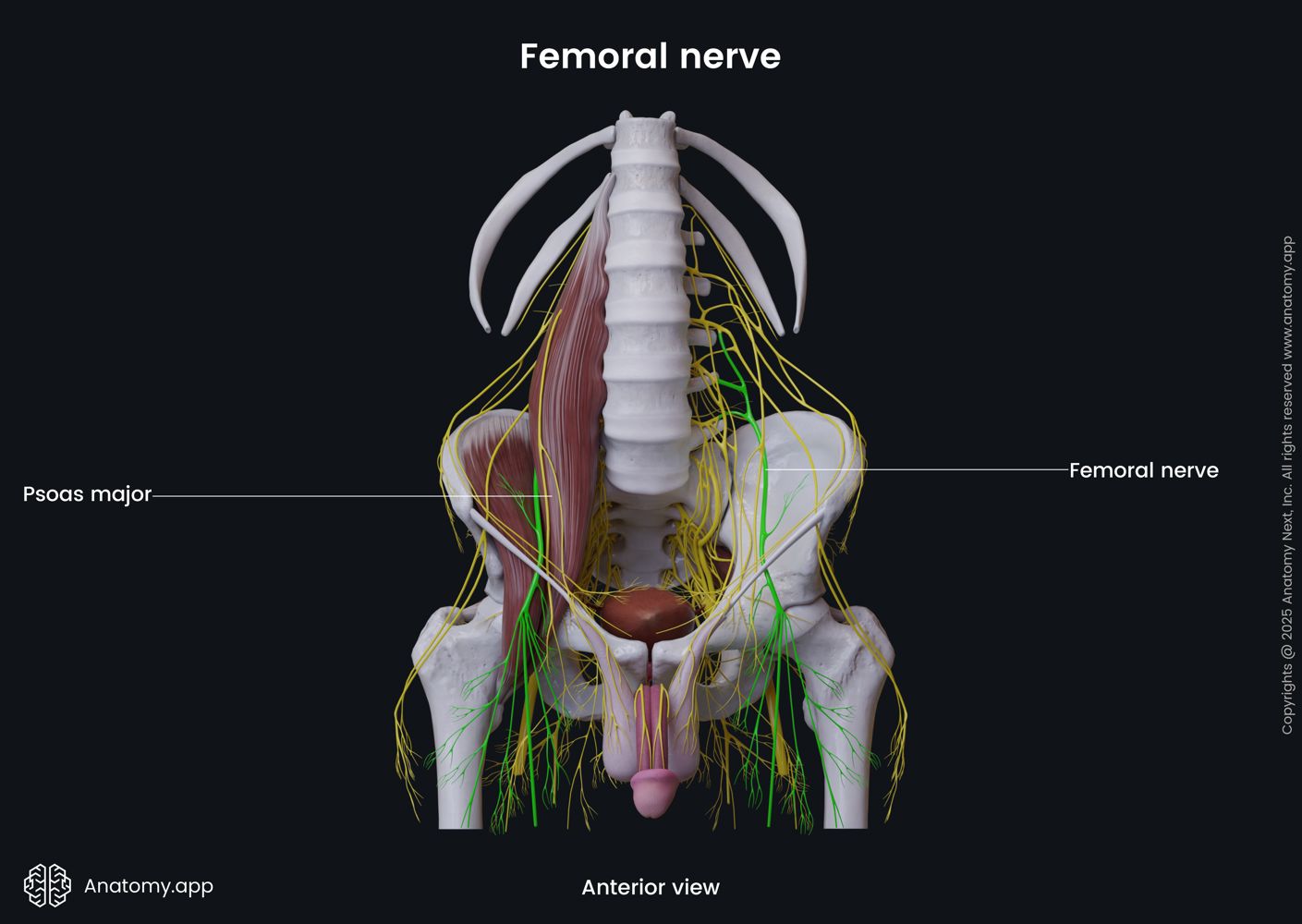 Femoral nerve (male pelvis) | Anatomy.app