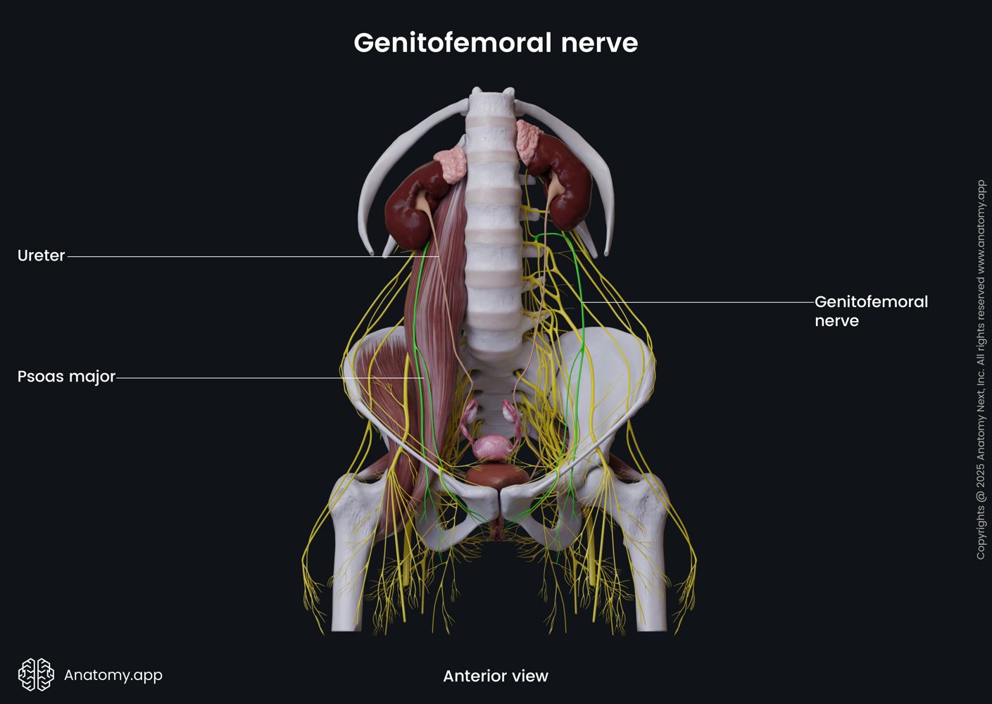 Genitofemoral nerve (female pelvis) | Anatomy.app