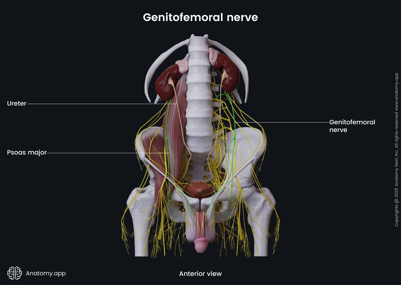 Genitofemoral nerve (male pelvis) | Anatomy.app