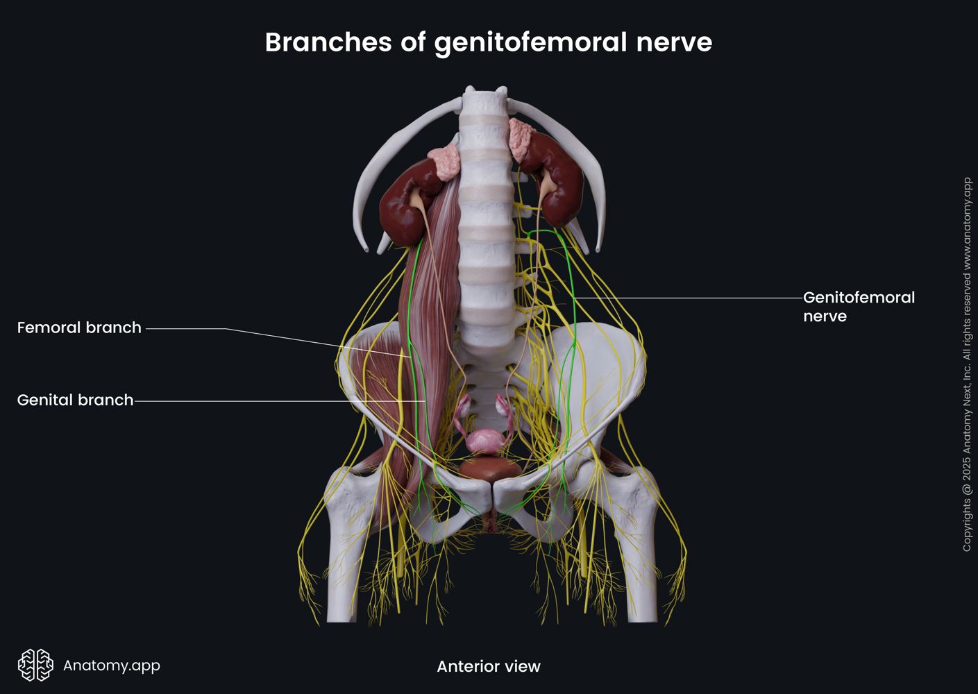 Branches of genitofemoral nerve (female pelvis) | Anatomy.app