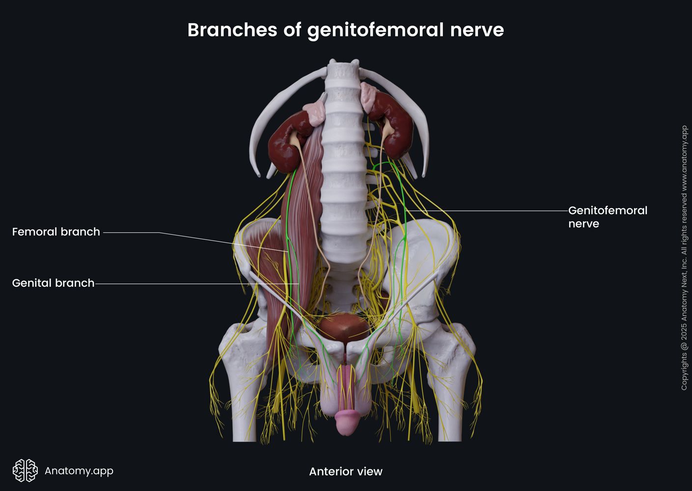 Branches of genitofemoral nerve (male pelvis) | Anatomy.app