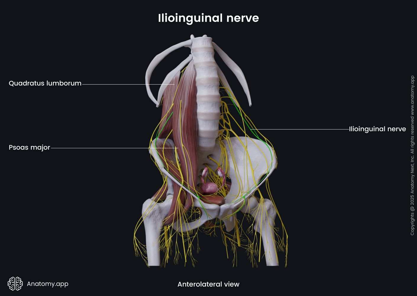 Ilioinguinal nerve (female pelvis) | Anatomy.app