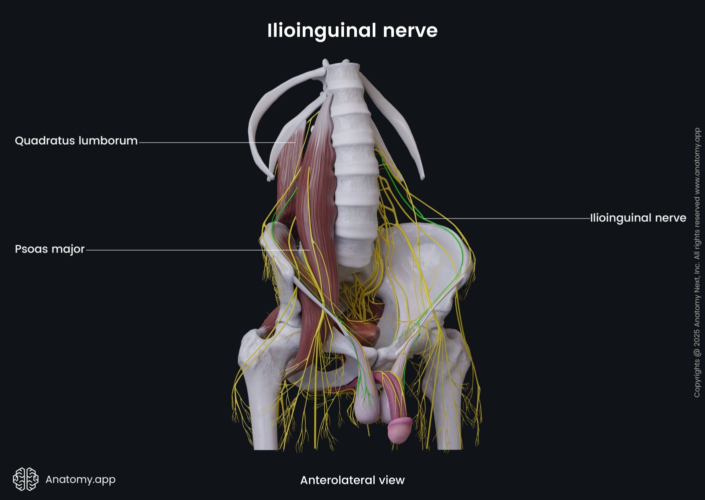 Ilioinguinal nerve (male pelvis) | Anatomy.app