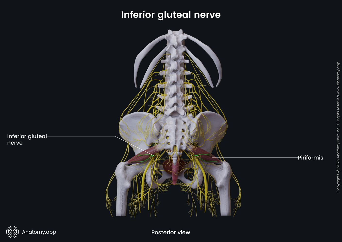 Inferior gluteal nerve (female pelvis) | Anatomy.app