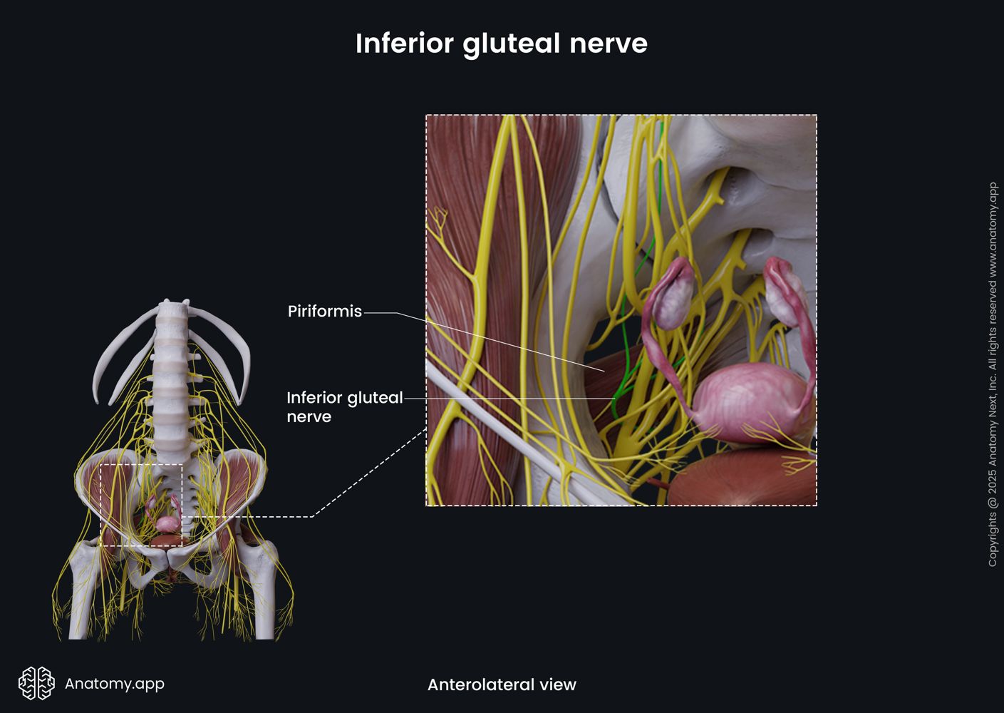 Inferior gluteal nerve (female pelvis) | Anatomy.app