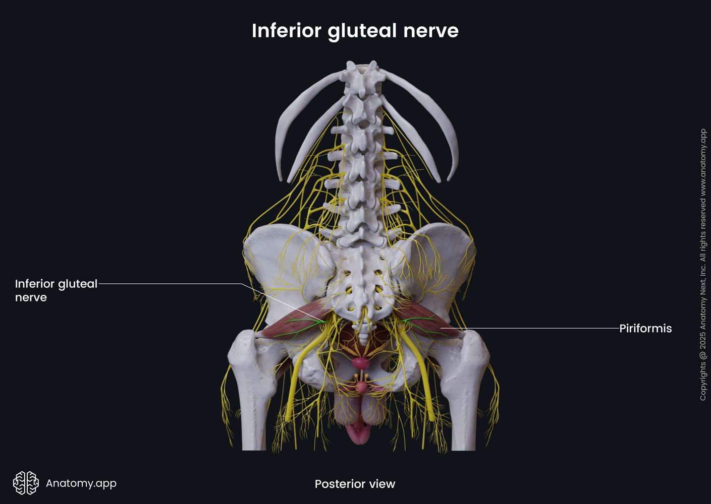 Inferior gluteal nerve (male pelvis) | Anatomy.app