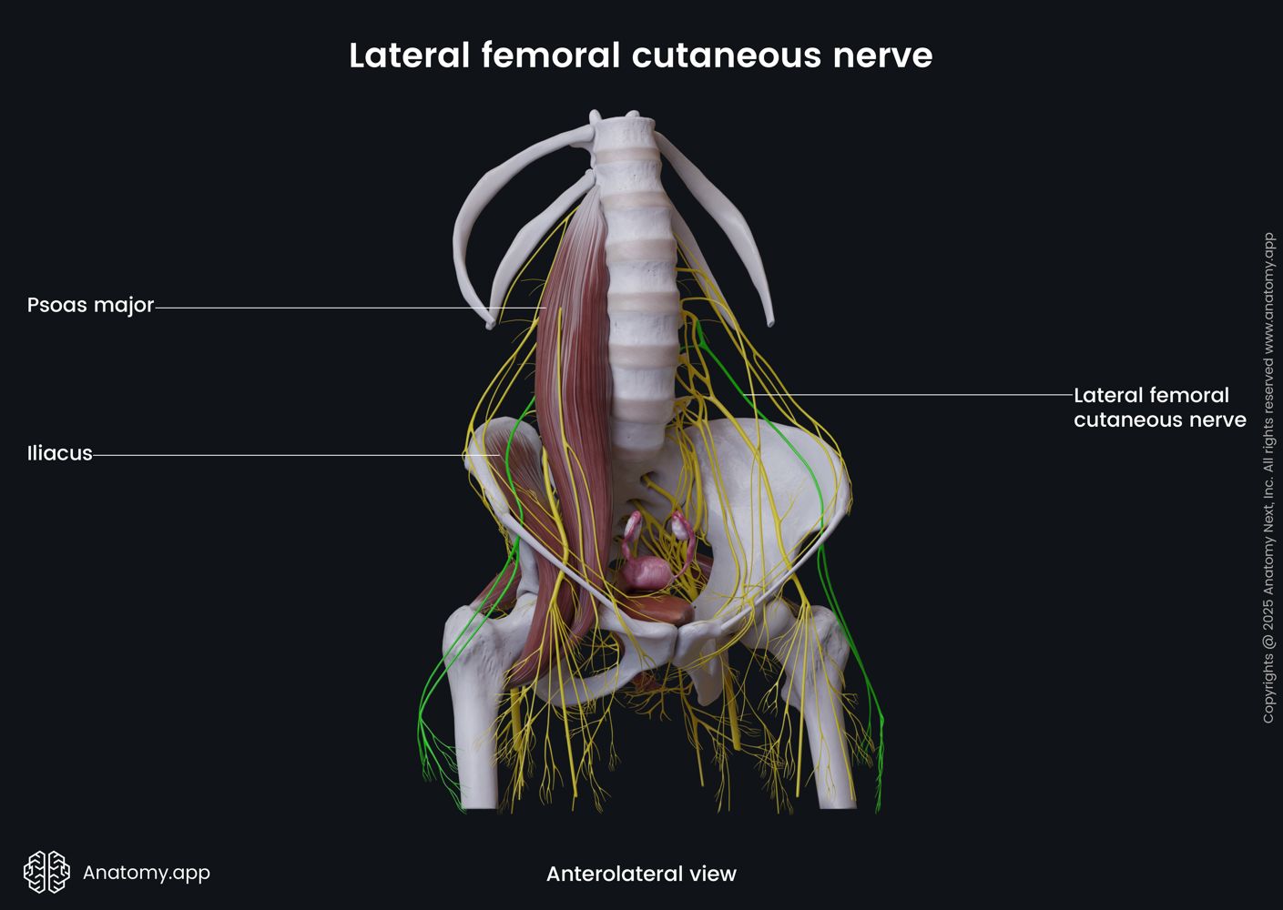 Lateral femoral cutaneous nerve (female pelvis) | Anatomy.app