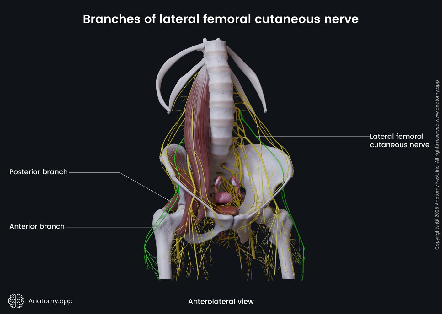Branches of lateral femoral cutaneous nerve (female pelvis) | Anatomy.app
