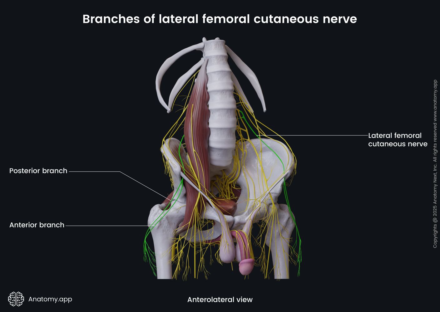 Branches of lateral femoral cutaneous nerve (male pelvis) | Anatomy.app