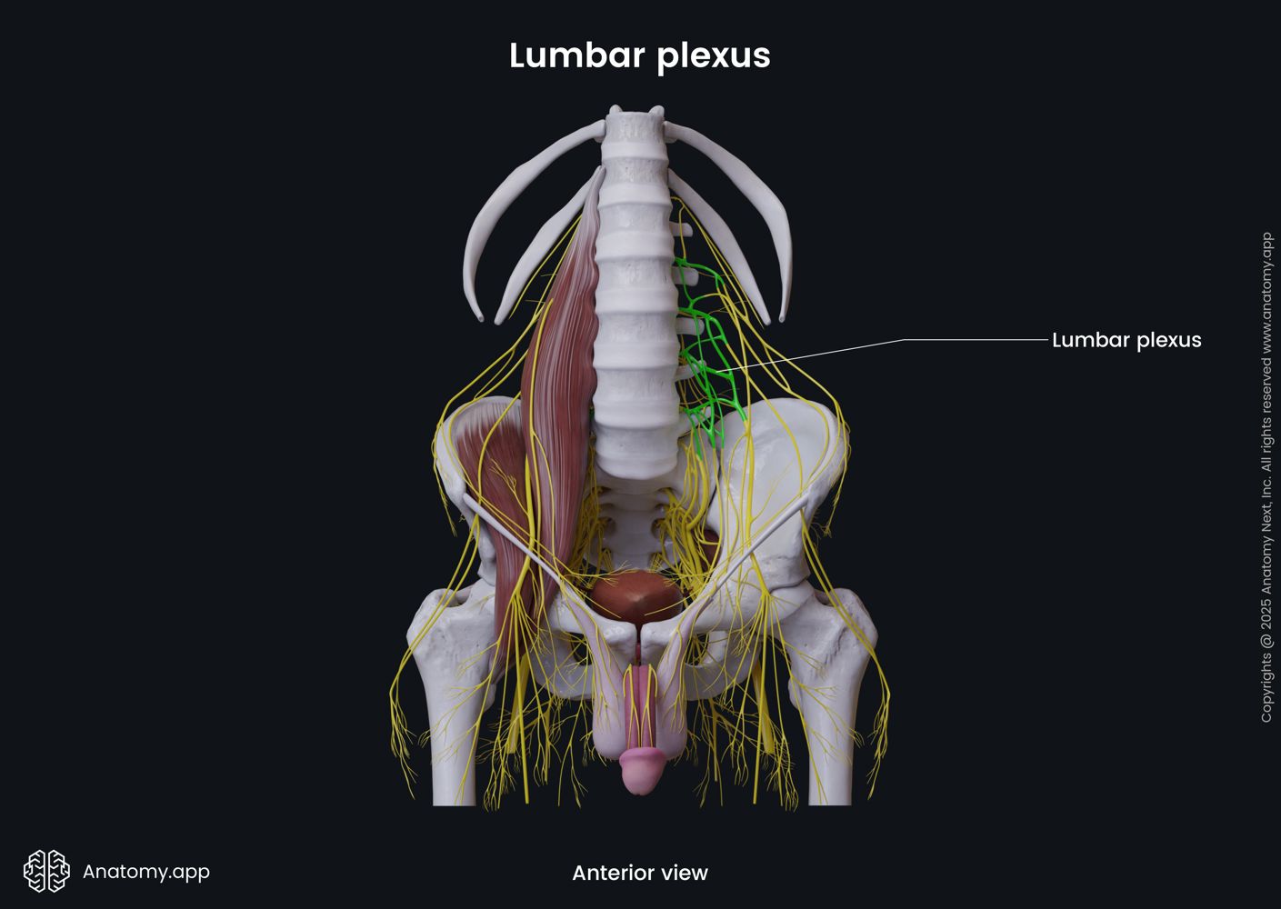 Lumbar plexus (male pelvis) | Anatomy.app