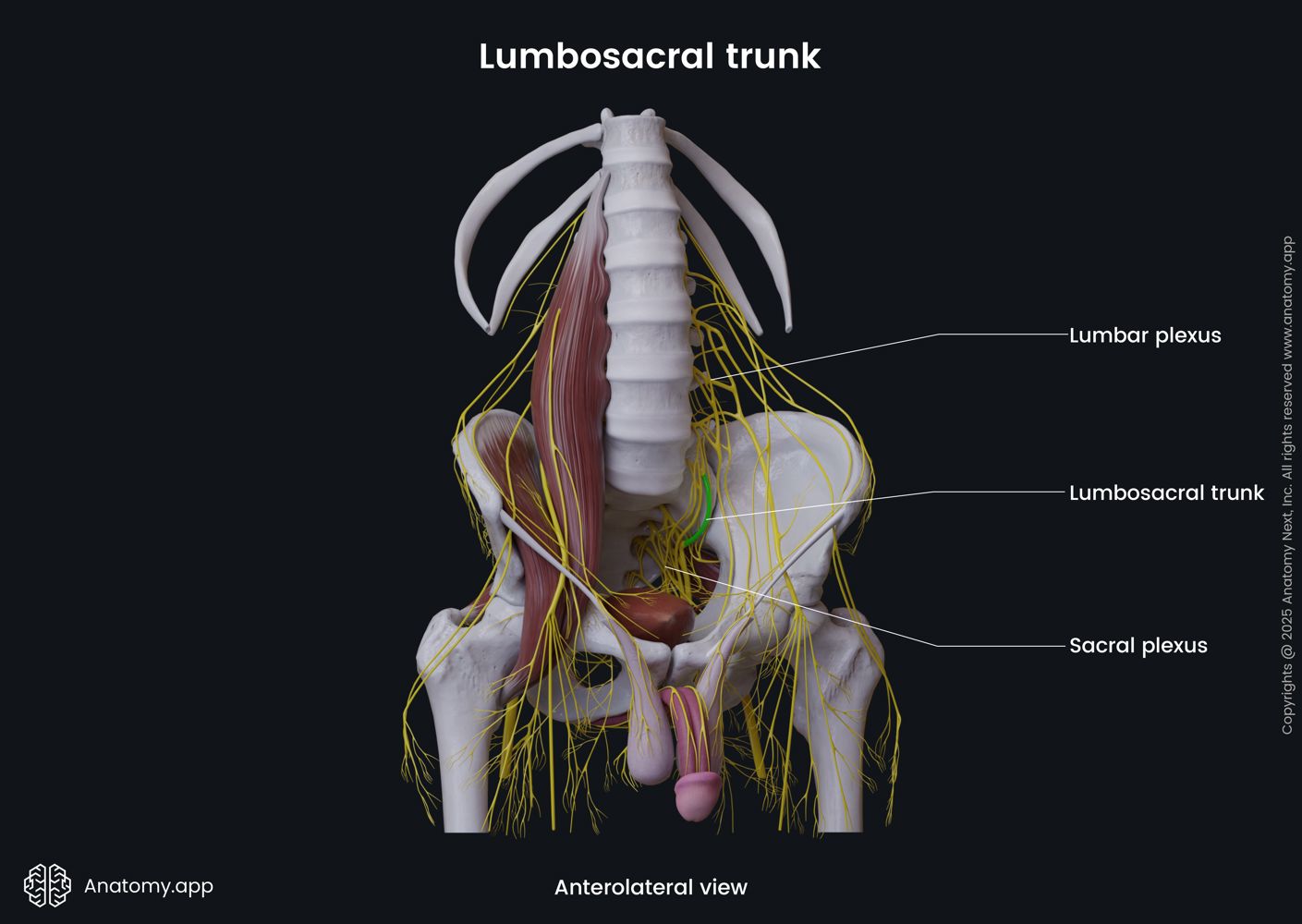 Lumbosacral trunk (male pelvis) | Anatomy.app