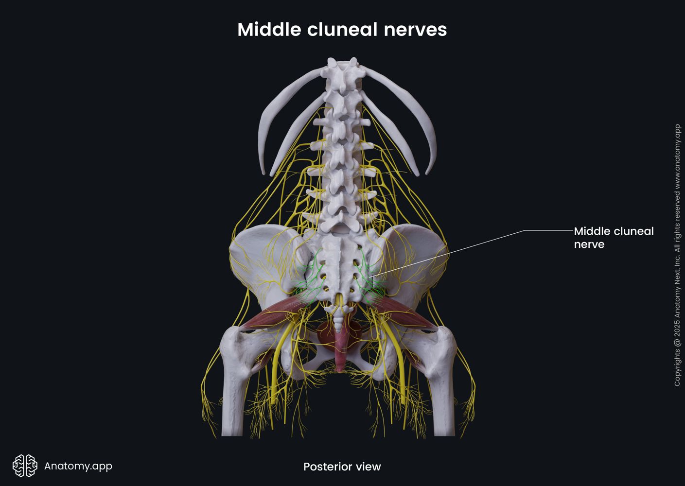 Middle cluneal nerves (female pelvis) | Anatomy.app