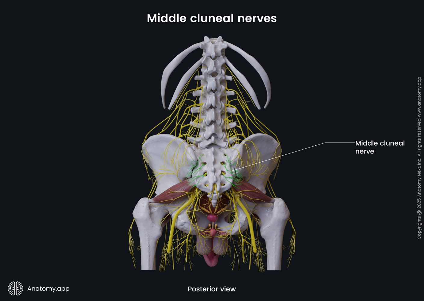 Middle cluneal nerves (male pelvis) | Anatomy.app