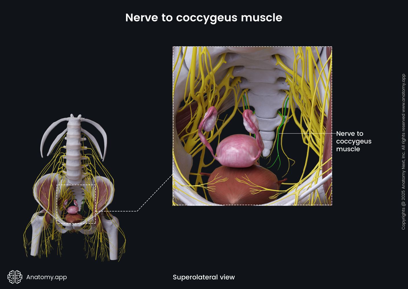 Nerve to coccygeus muscle (female pelvis) | Anatomy.app