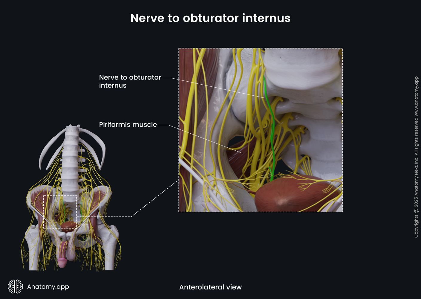 Nerve to obturator internus (male pelvis) | Anatomy.app