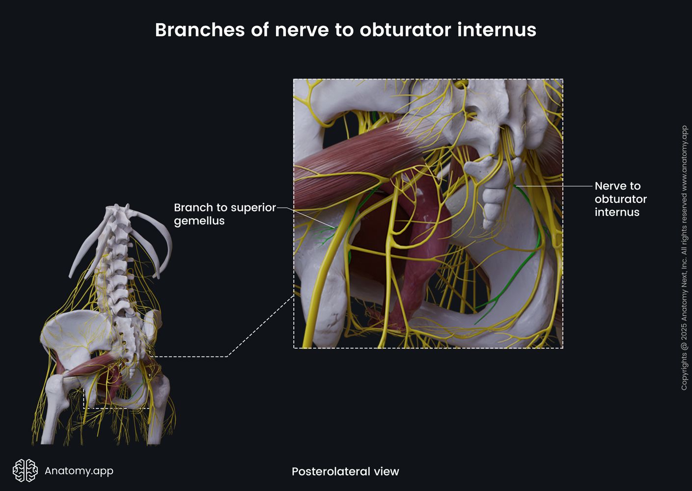 Branches of nerve to obturator internus (female pelvis) | Anatomy.app