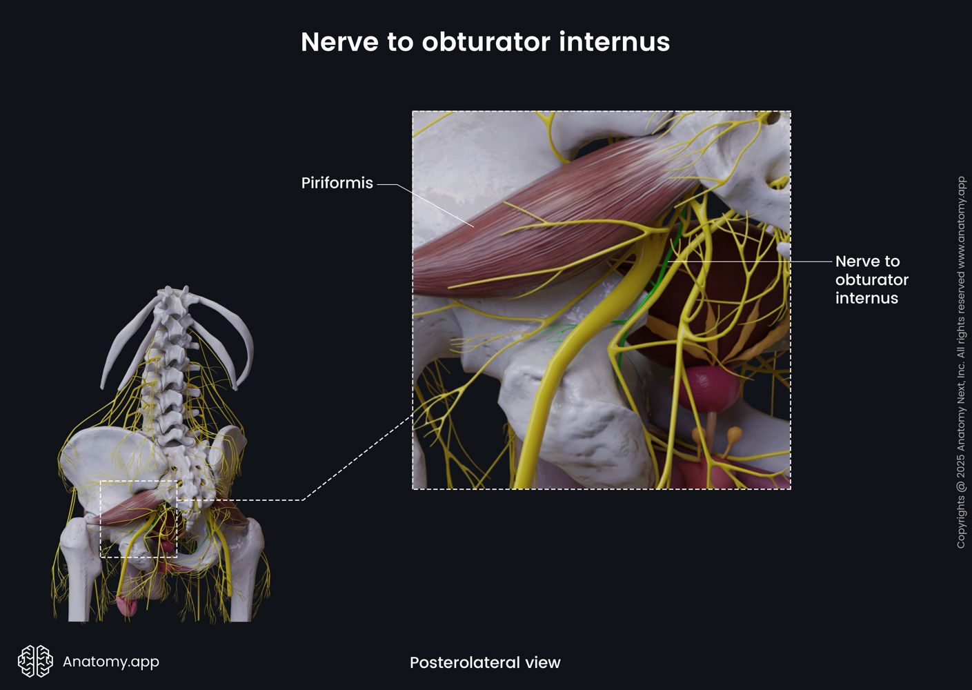 Nerve to obturator internus (male pelvis) | Anatomy.app