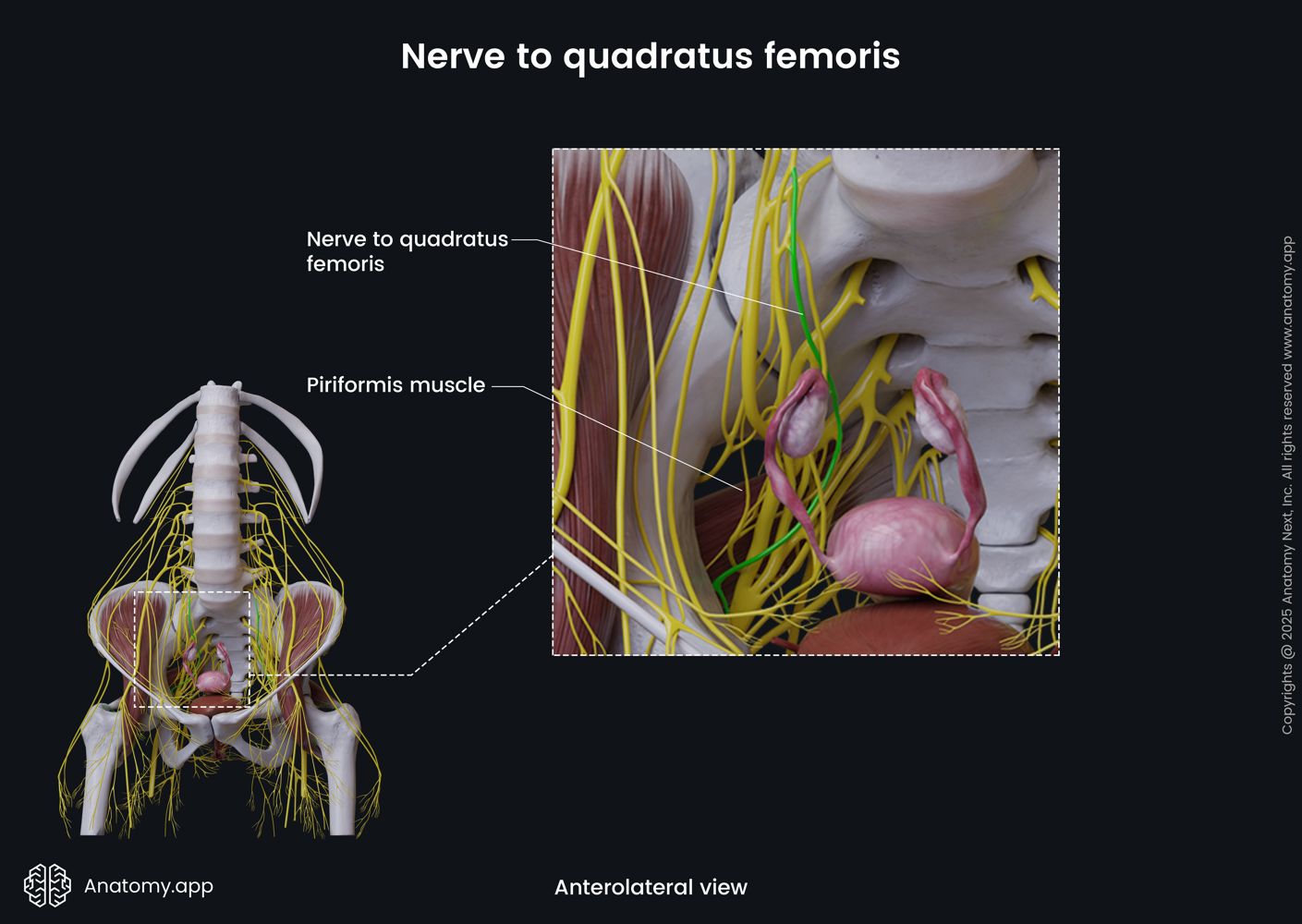 Nerve to quadratus femoris (female pelvis) | Anatomy.app