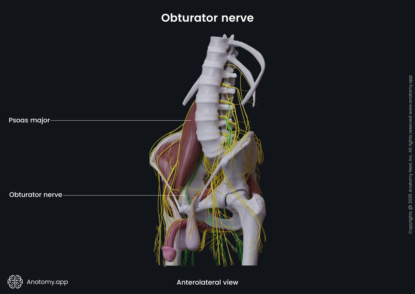 Obturator nerve (male pelvis) | Anatomy.app