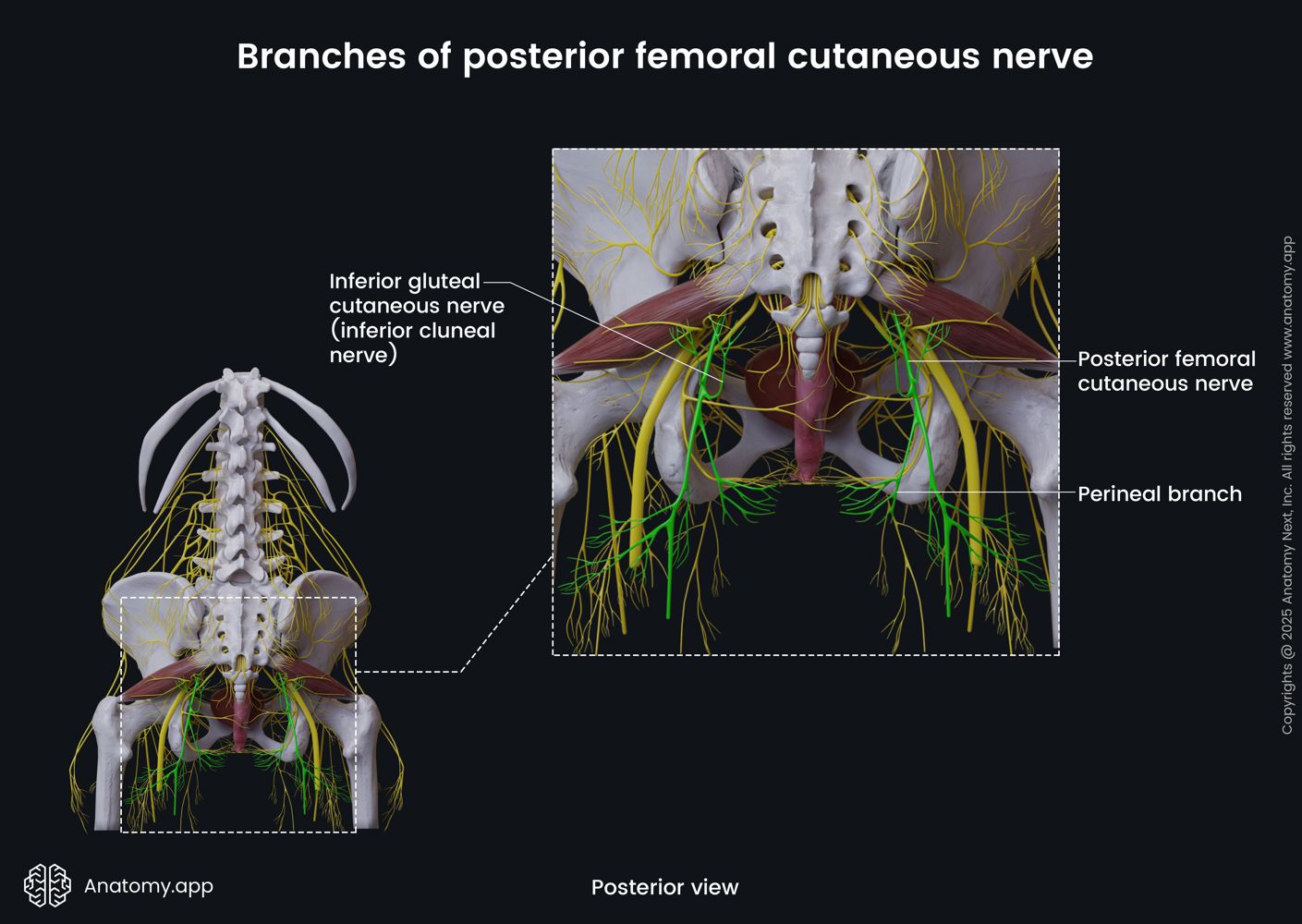 Branches of posterior femoral cutaneous nerve (female pelvis) | Anatomy.app