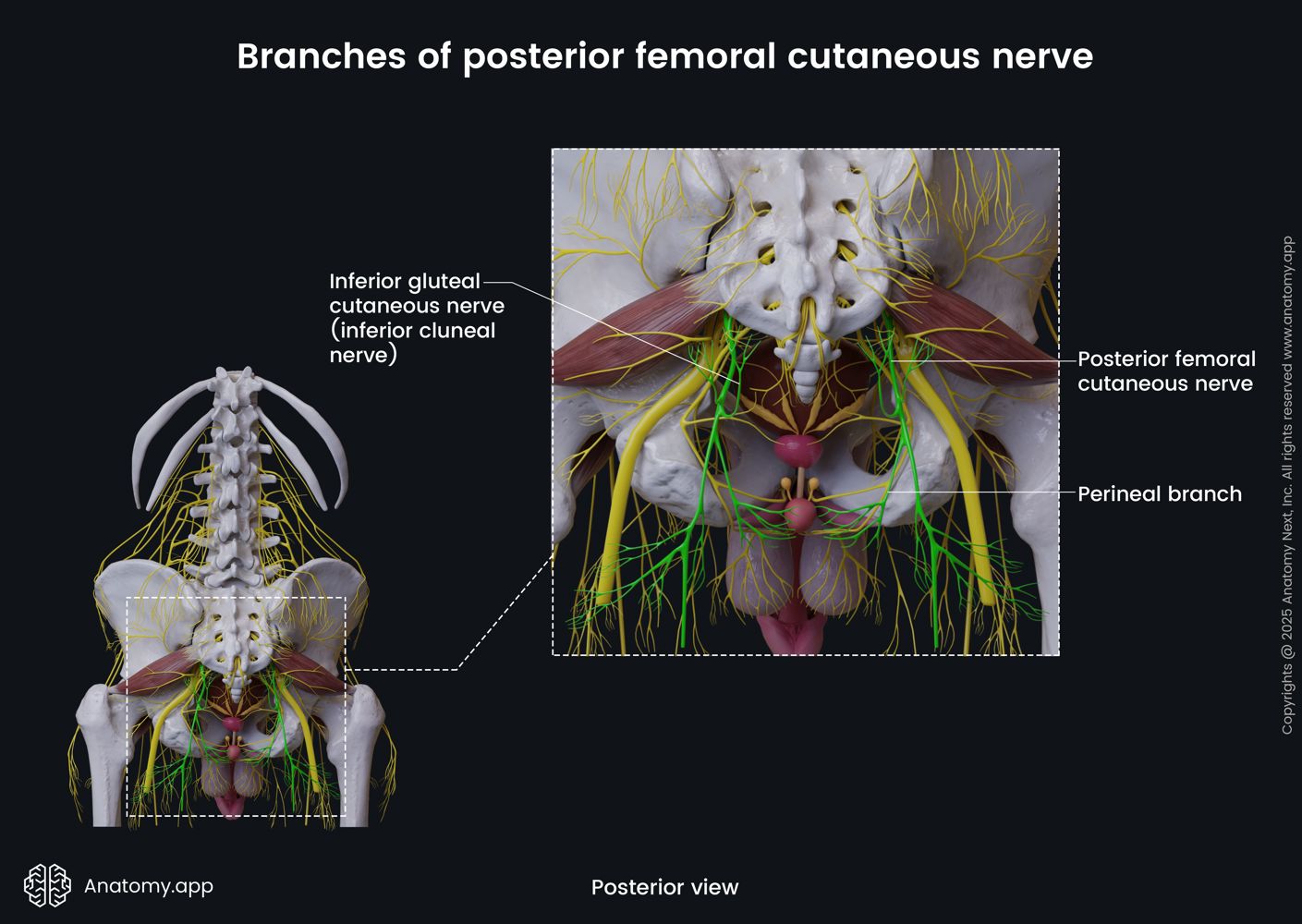 Branches of posterior femoral cutaneous nerve (male pelvis) | Anatomy.app