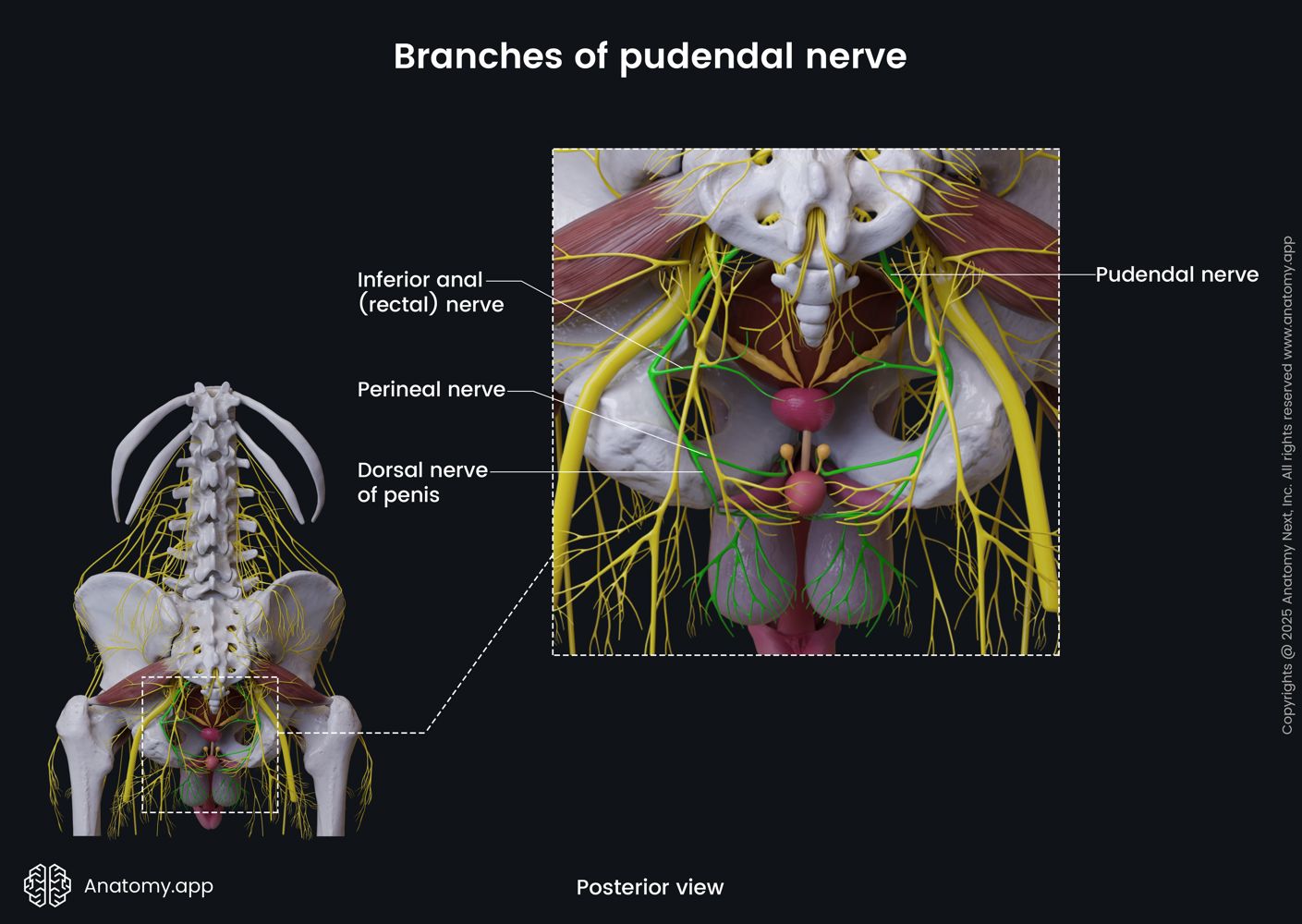 Branches of pudendal nerve (male pelvis) | Anatomy.app