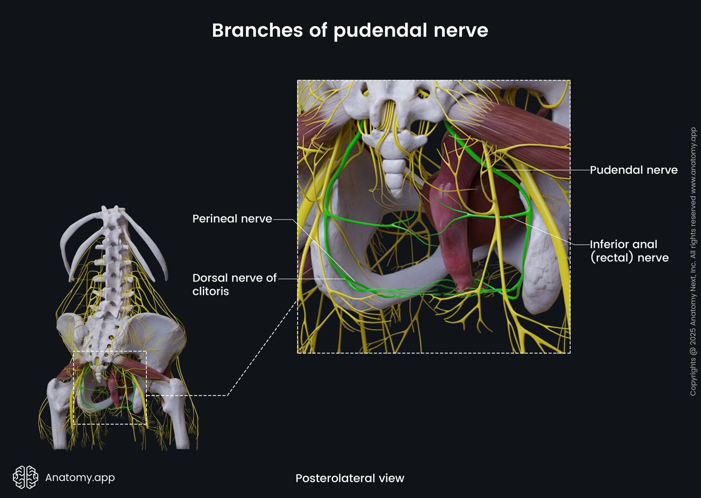 Branches of pudendal nerve (female pelvis) | Anatomy.app