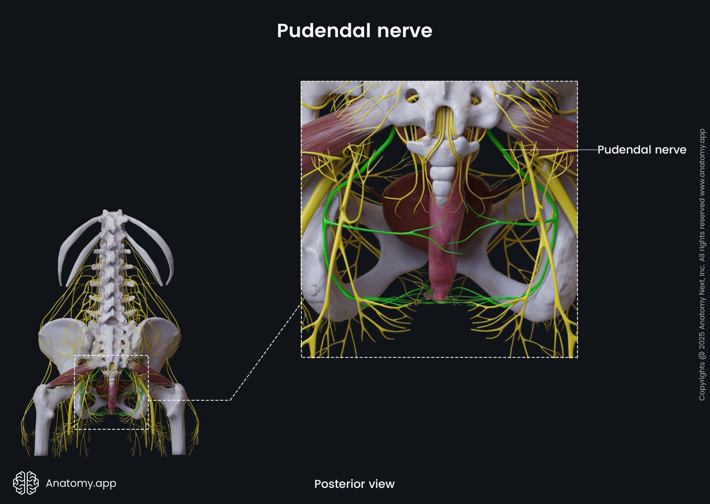 Pudendal nerve (female pelvis) | Anatomy.app