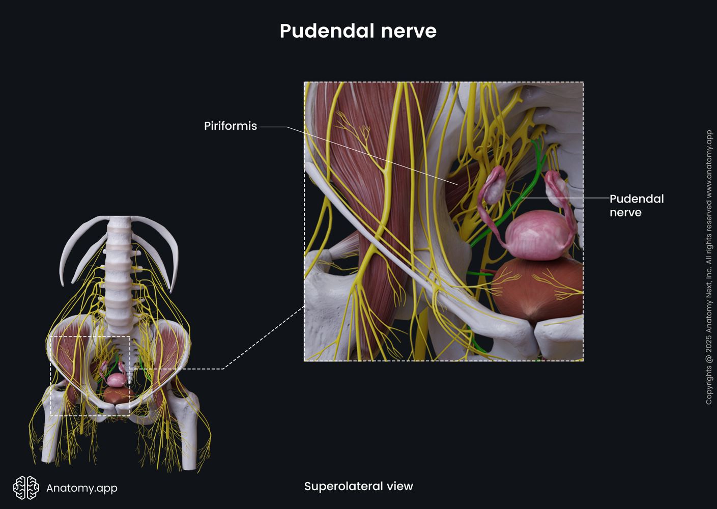Pudendal nerve (female pelvis) | Anatomy.app