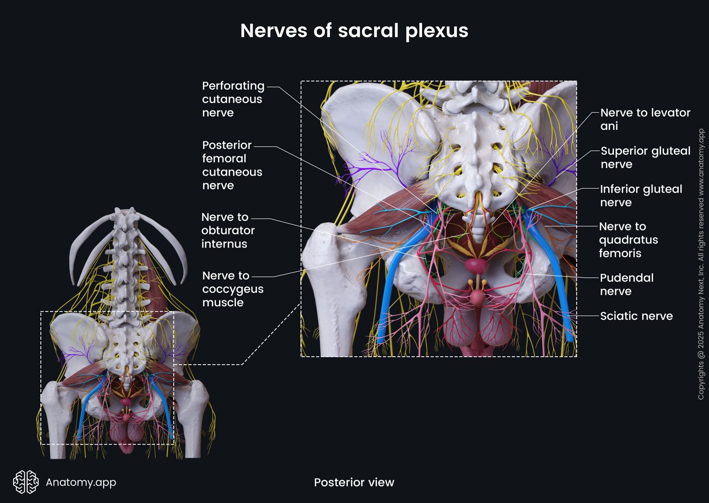 Nerves of sacral plexus (male pelvis) | Anatomy.app