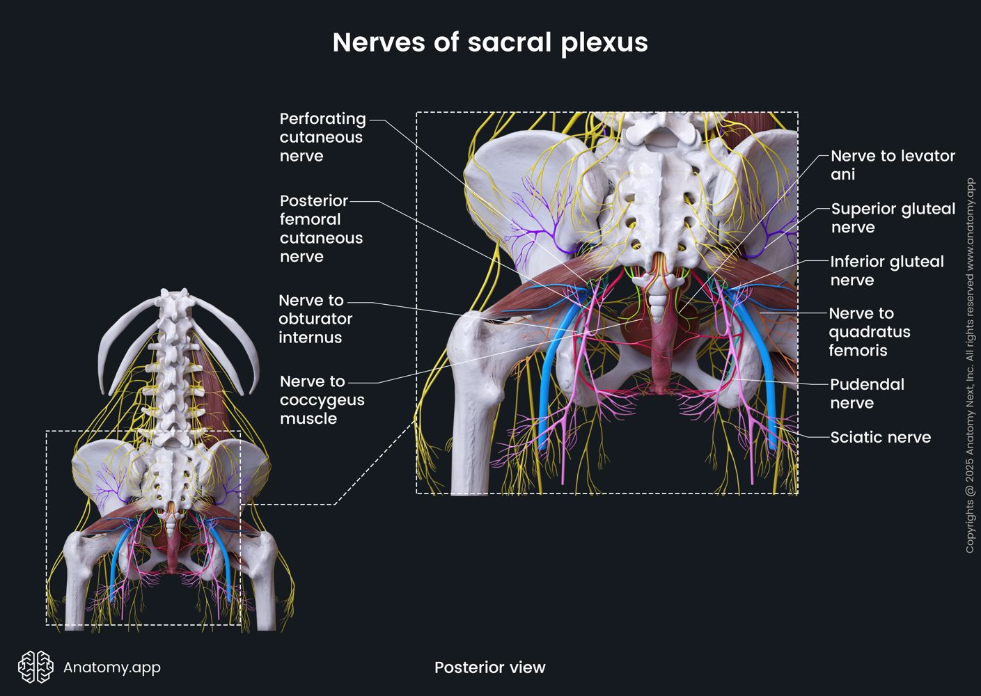 Nerves of sacral plexus (female pelvis) | Anatomy.app