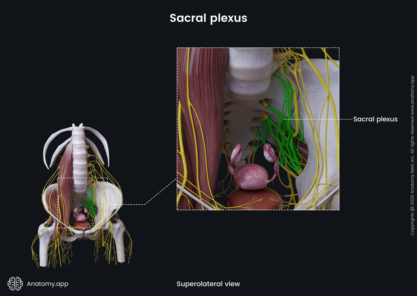 Sacral plexus (female pelvis) | Anatomy.app