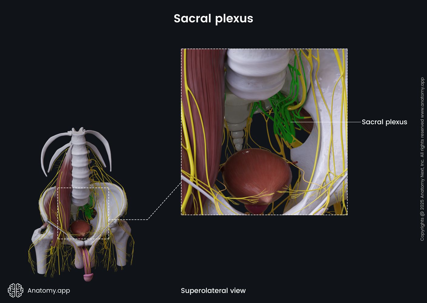 Sacral plexus (male pelvis) | Anatomy.app