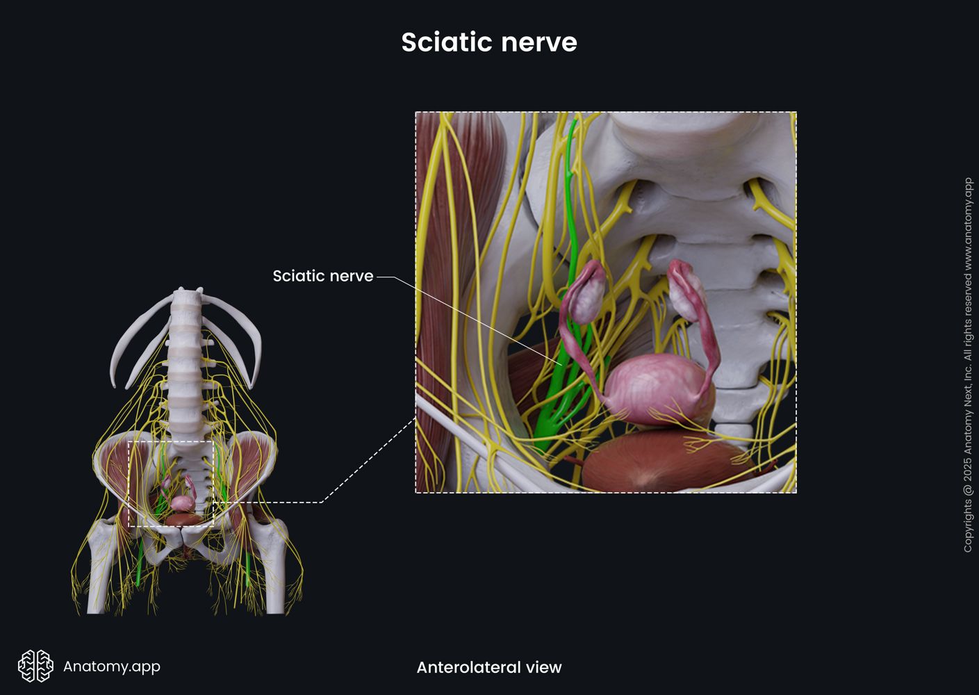 Sciatic nerve (female pelvis) | Anatomy.app