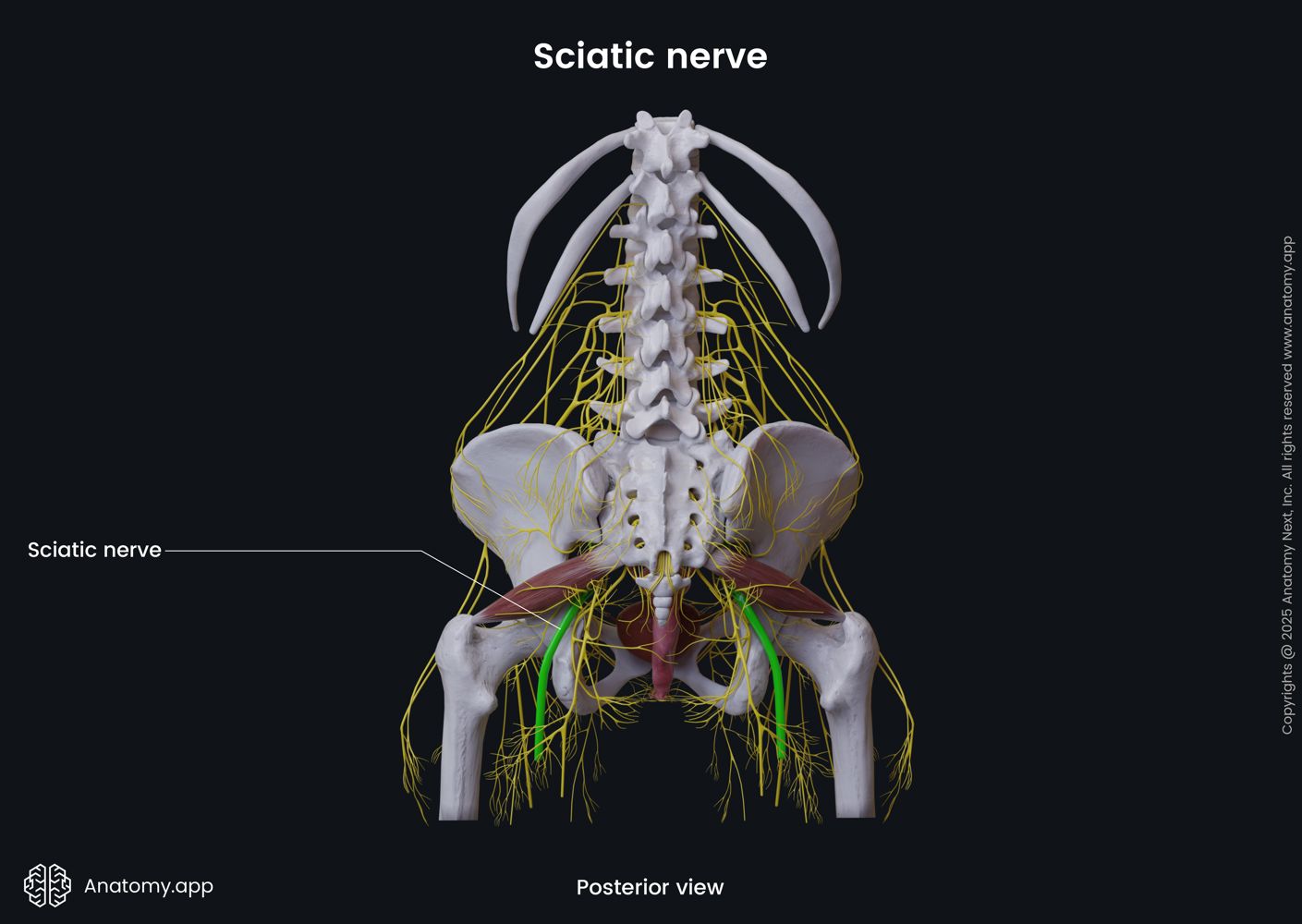 Sciatic nerve (female pelvis) | Anatomy.app