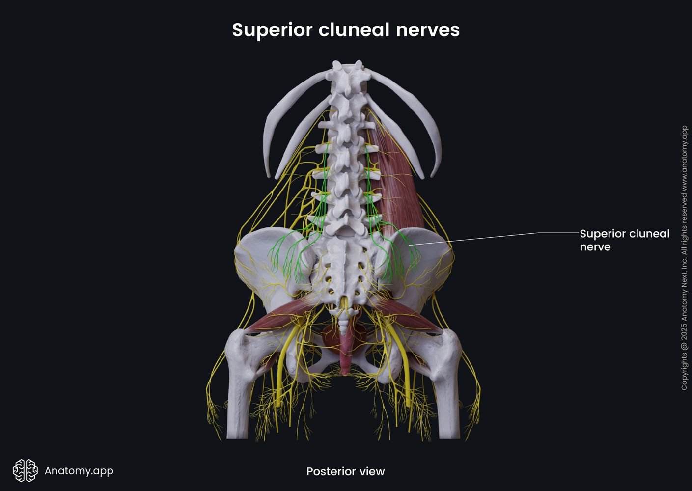 Superior cluneal nerves (female pelvis) | Anatomy.app