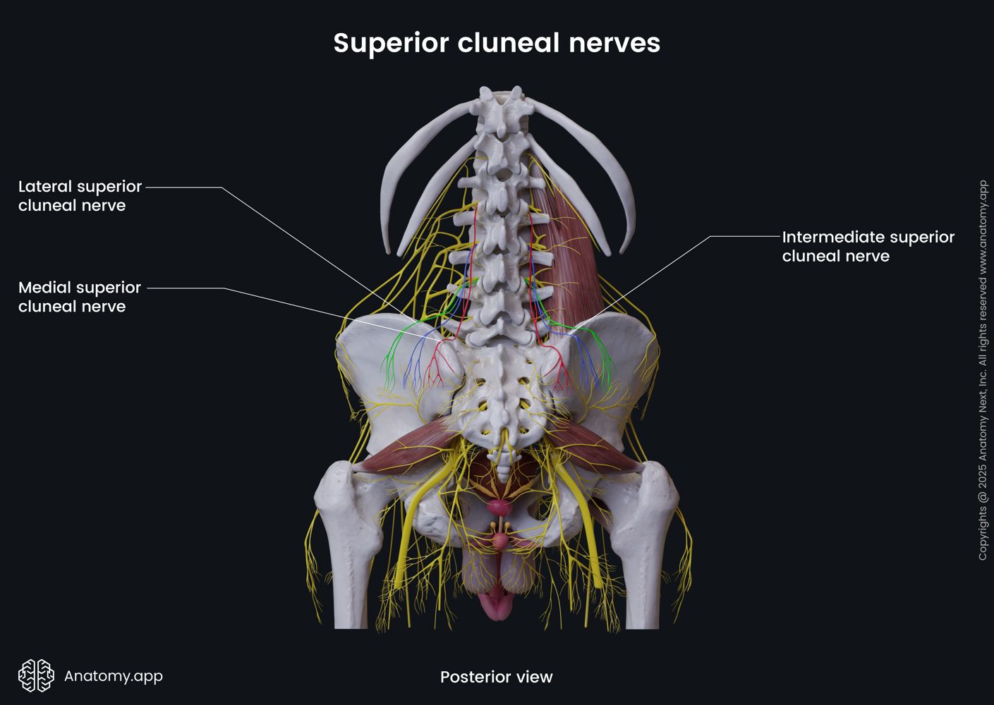 Superior cluneal nerves (male pelvis) | Anatomy.app